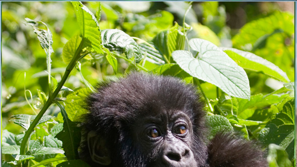 5 Famous Destinations in Uganda – Silverback Tours | Wildlife and ...