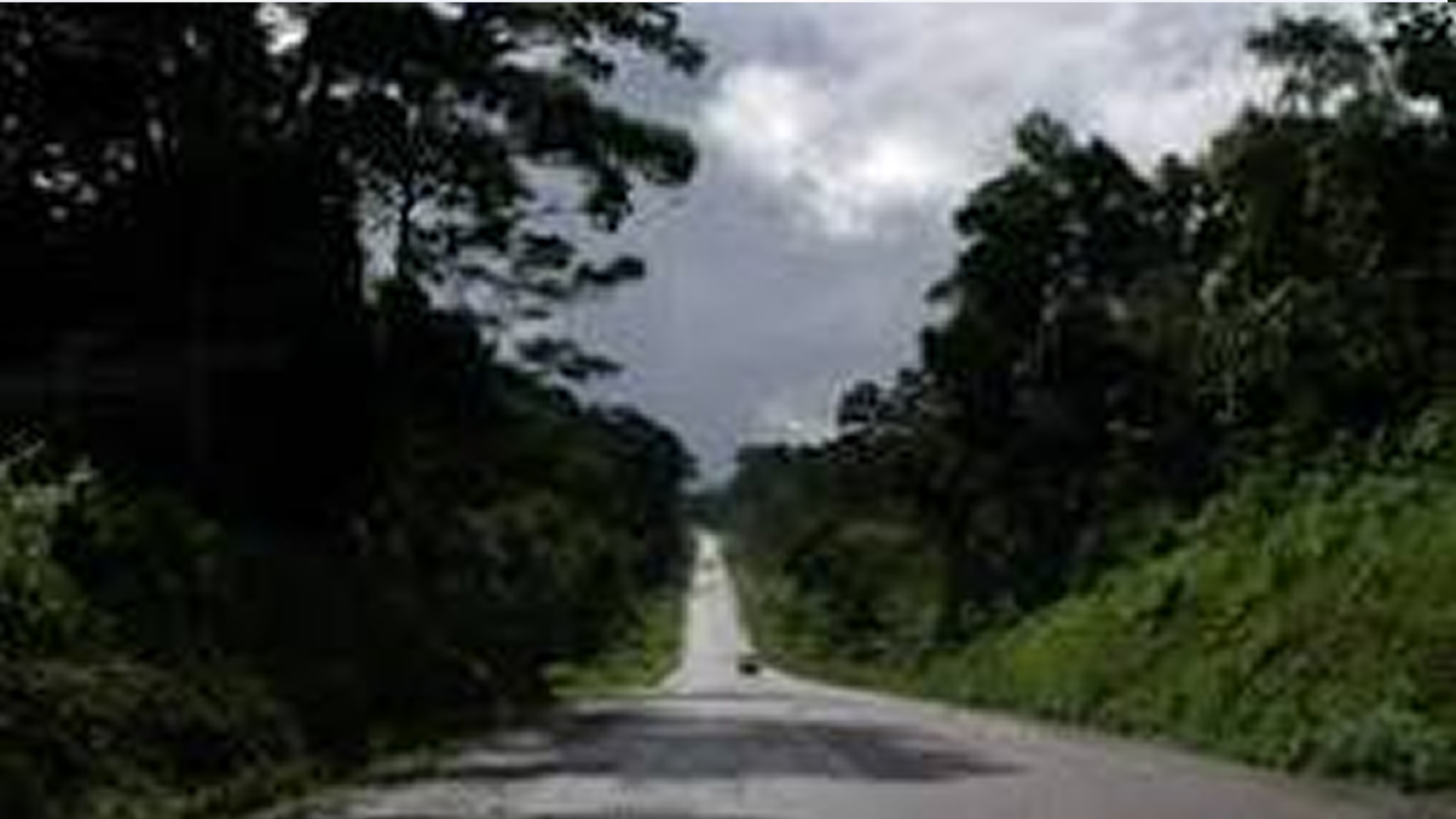 A Nature Walk in Uganda’s Largest Nature Forest – Silverback Tours ...